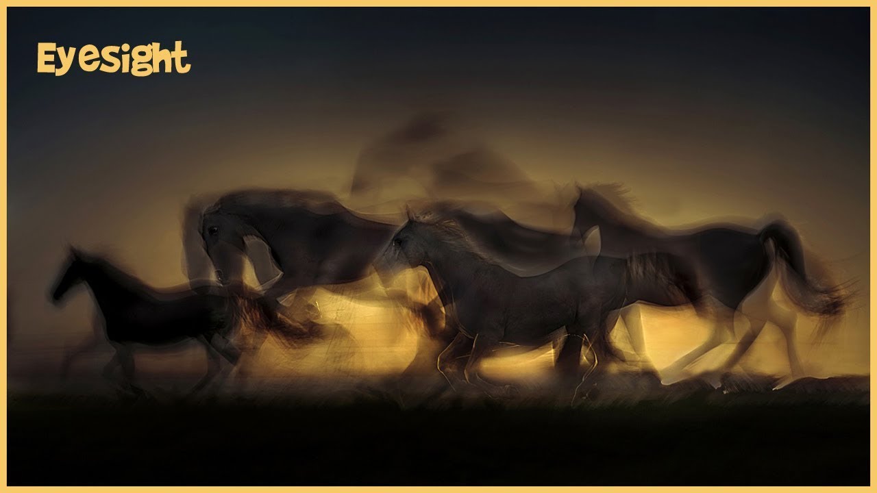 My Horses Whisper - Eyesight