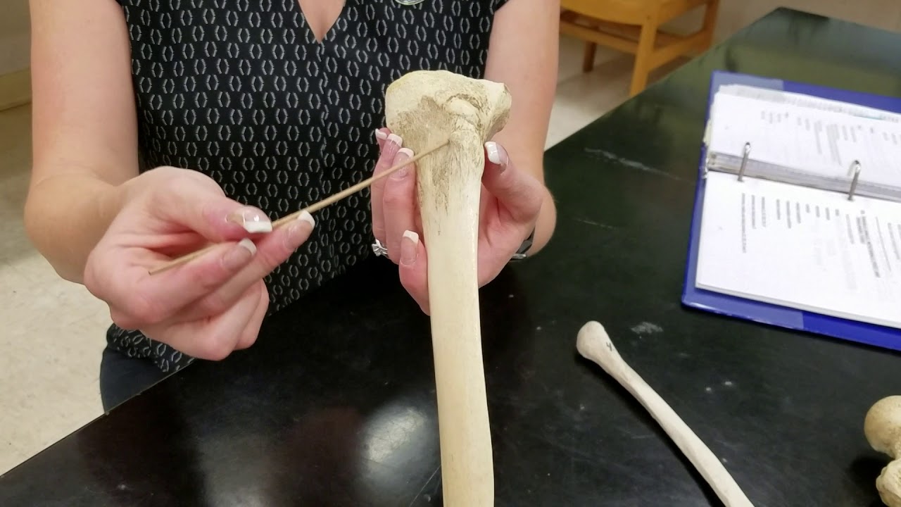 Lab Video Tibia, Fibula