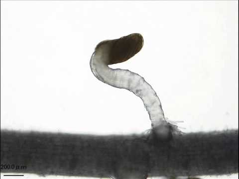 Striga hermonthica : a pretty plant and a nasty parasite | Plant Scientist