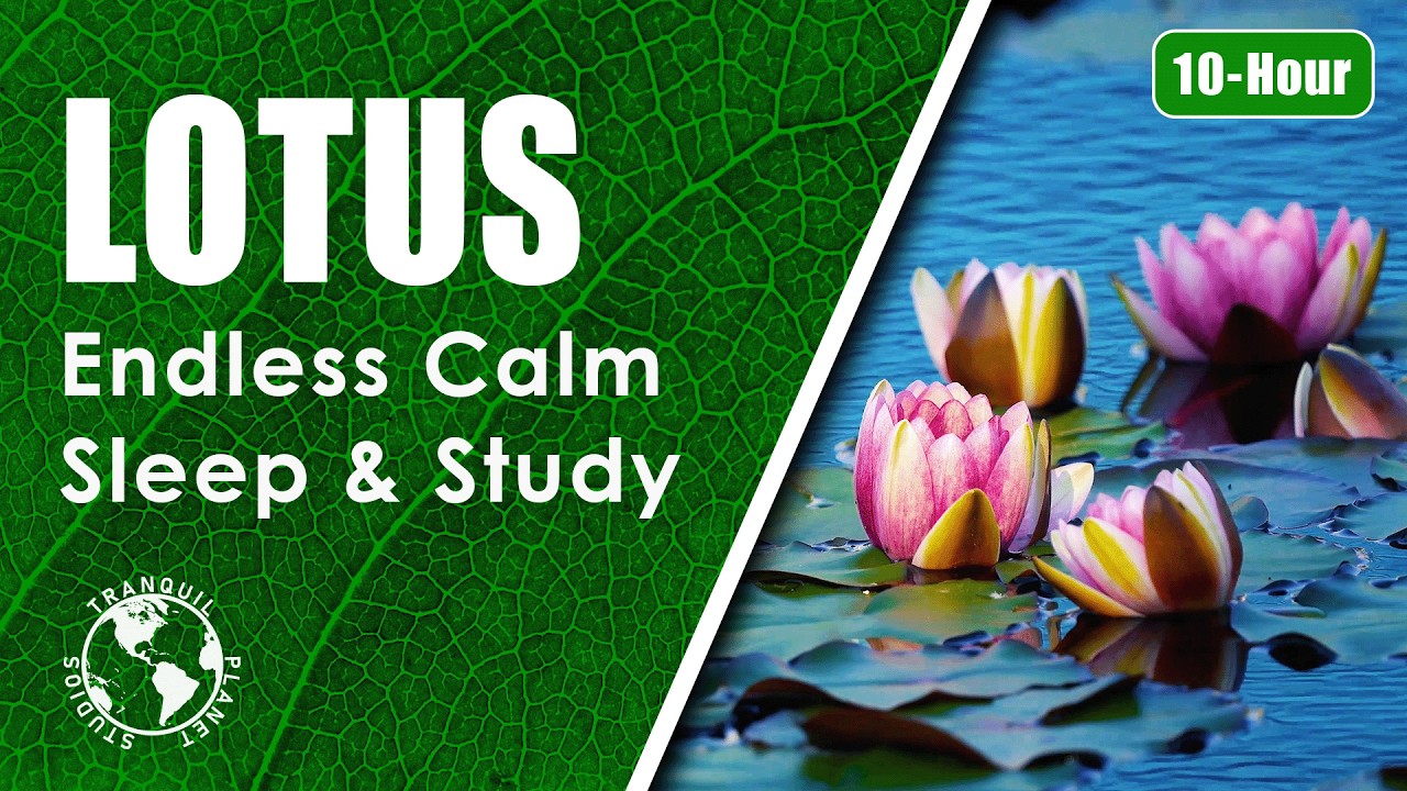 Peaceful Lotus Pond 4K | Cinematic Drift for Sleep & Study — 10 Hours
