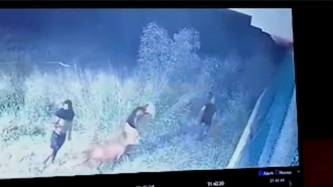 Major breakthrough in sheep theft cases