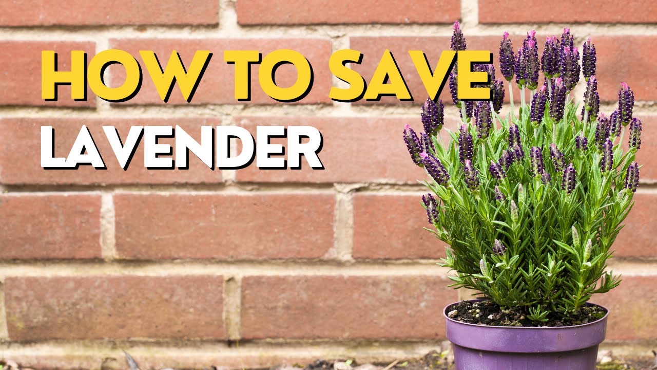 Lavender DYING OFF | Problems with LAVENDER