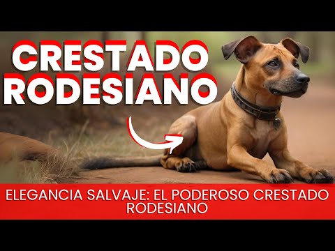 El perro «punk» que no teme nada – Beagle Nauta