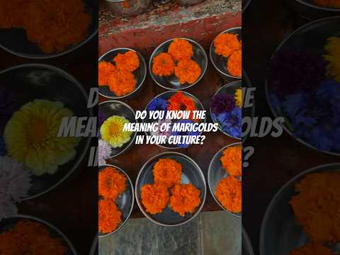 The meaning of marigolds 🌼 (pinned comment ➡️)