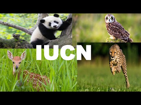 International Union for Conservation of Nature (IUCN)