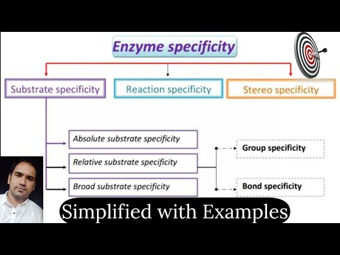What is Enzyme specificity:Enzyme specificity Definition & Types of Enzyme specificity with examples