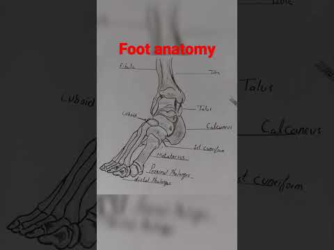 Anatomy of the foot