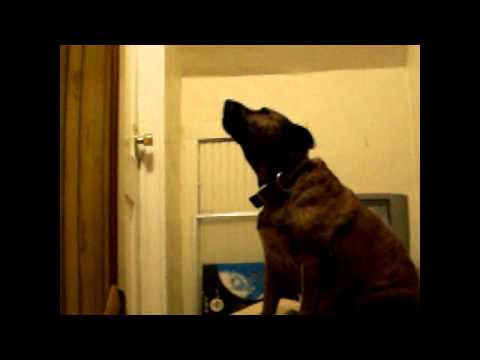 lovesick puppy