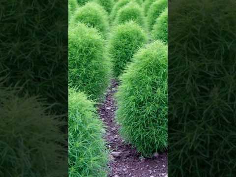 kochia/kochi/firebush/fireball/burning bush#grassland #rareplants#seed#succulent#shubhplant#fengshui