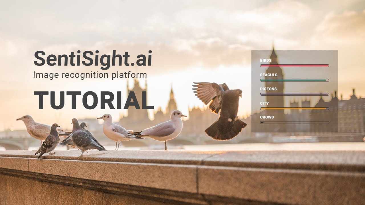 SentiSight.ai multi label classification tutorial