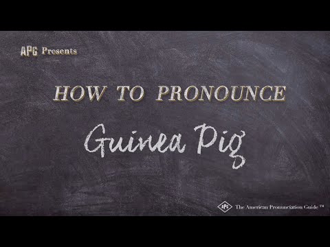 How to Pronounce Guinea Pig (Real Life Examples!)
