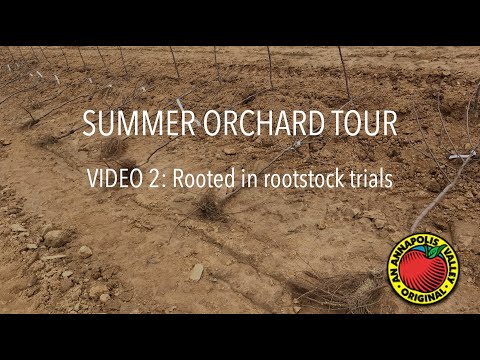 Video 2: Rooted in rootstock trials