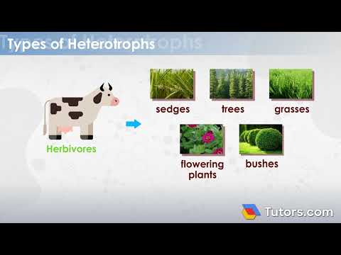 What is a heterotroph | Definition & Examples