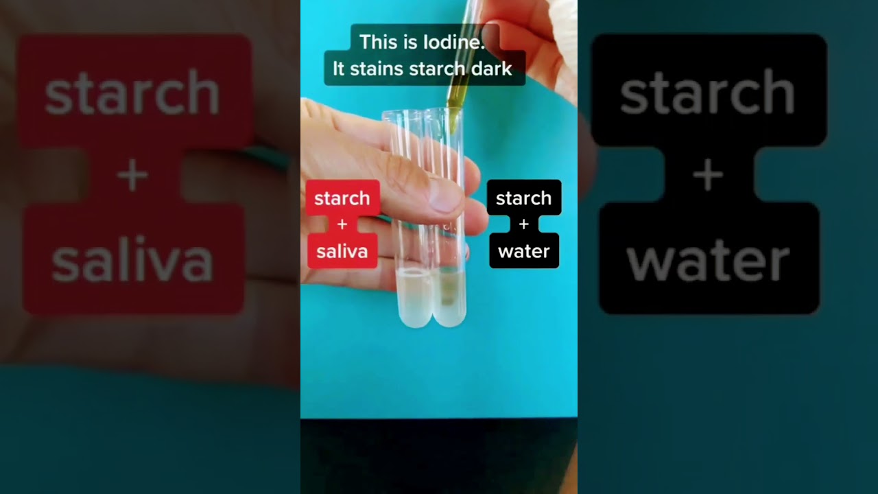 🏥Amylase enzyme in saliva  digested the starch🏥