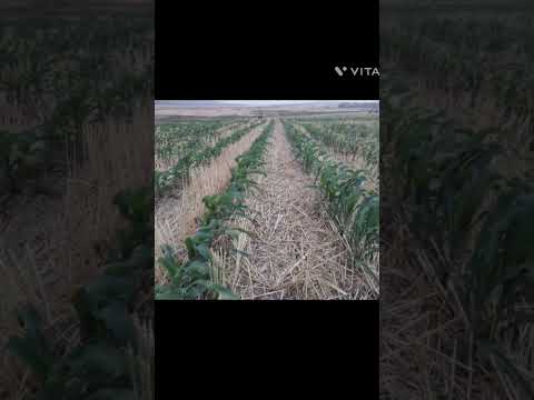 #Mulching || Agriculture