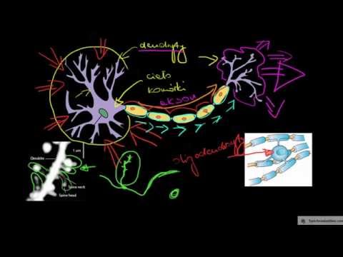 Anatomia neuronu (film) | Khan Academy