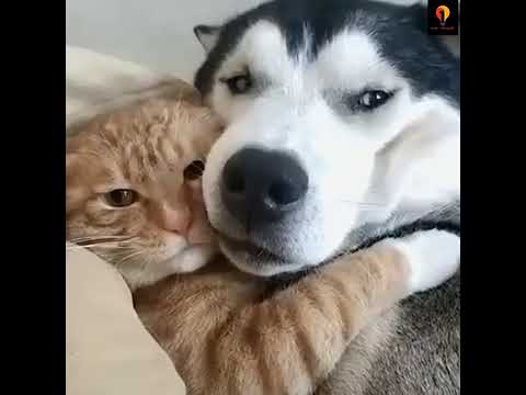 Cat and Dog Friendship - Dog and Cat Pure Love #short