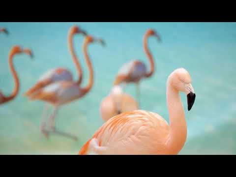 Nature: All Rights Reserved (trailer) | BIEFF 2018