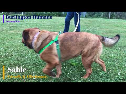 Burlington Humane's Featured Pet: Sable (Friendly & Affectionate)