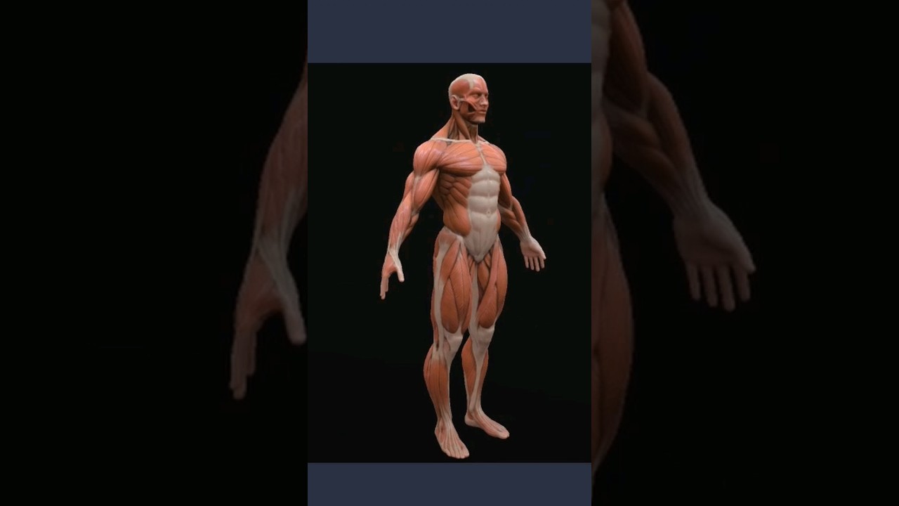 Best free anatomy reference tool for artists #shorts