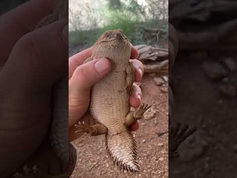 CHUNKY Gidgee Skink