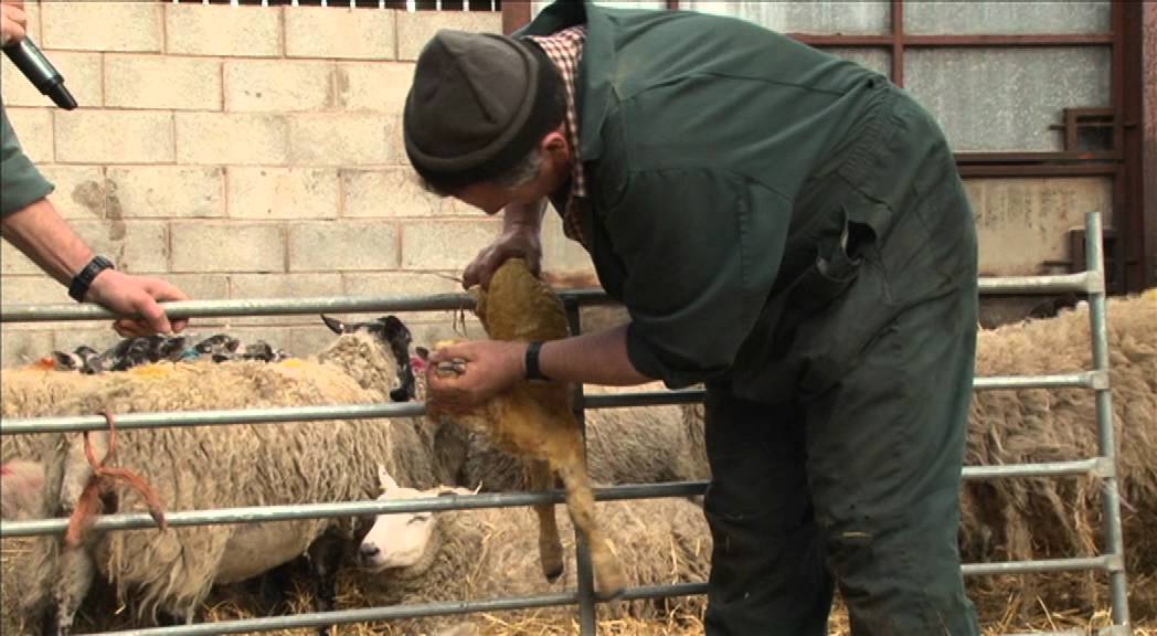 Highlights of Reaseheath college's lambing weekend