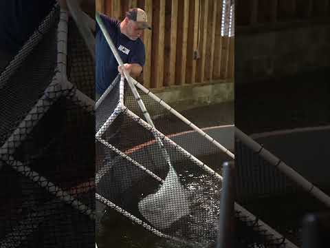 Trout Pickup 2025!