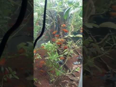 Aquarium Tank - Wholesale Price & Mandi Rate for Aquarium Fish Tank in ...