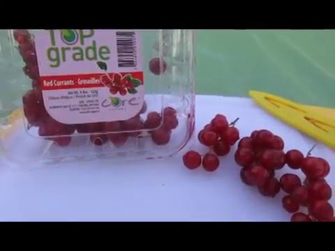 Unusual Food # 26 - Red Currants (Groseilles)