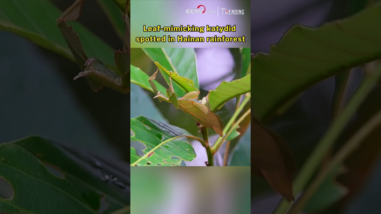 Leaf-mimicking katydid spotted in Hainan rainforest