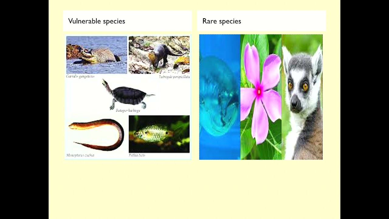 PowerPoint Slide Show   Wildlife Conservation