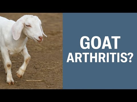 आपकी बकरी लंगड़ा क्यों रही है? | बकरी गठिया के कारण, उपचार और रोकथाम
