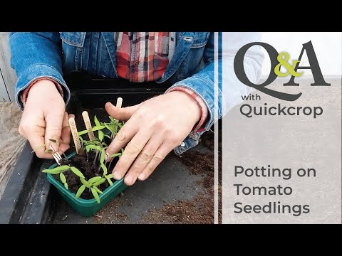 Potting On Tomato Seedlings