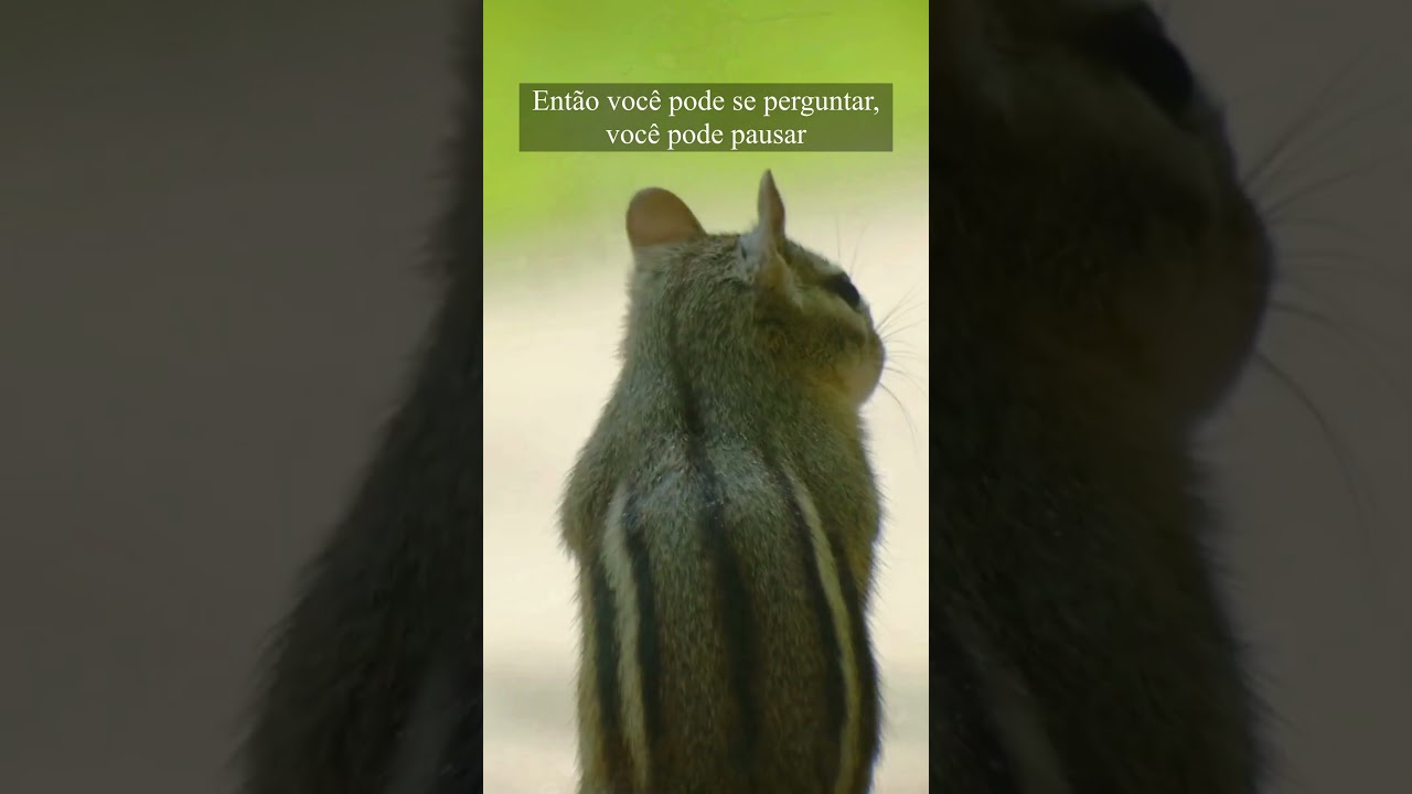 Free PDF Forgiveness in a Nutshell / Perdão em Poucas Palavras #peace  #tonysamara #meditation