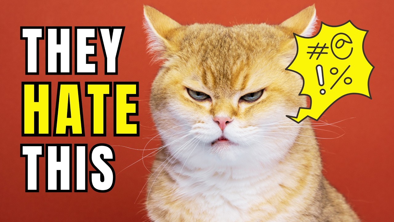 14 Things Cats Hate That You Do Every Single Day