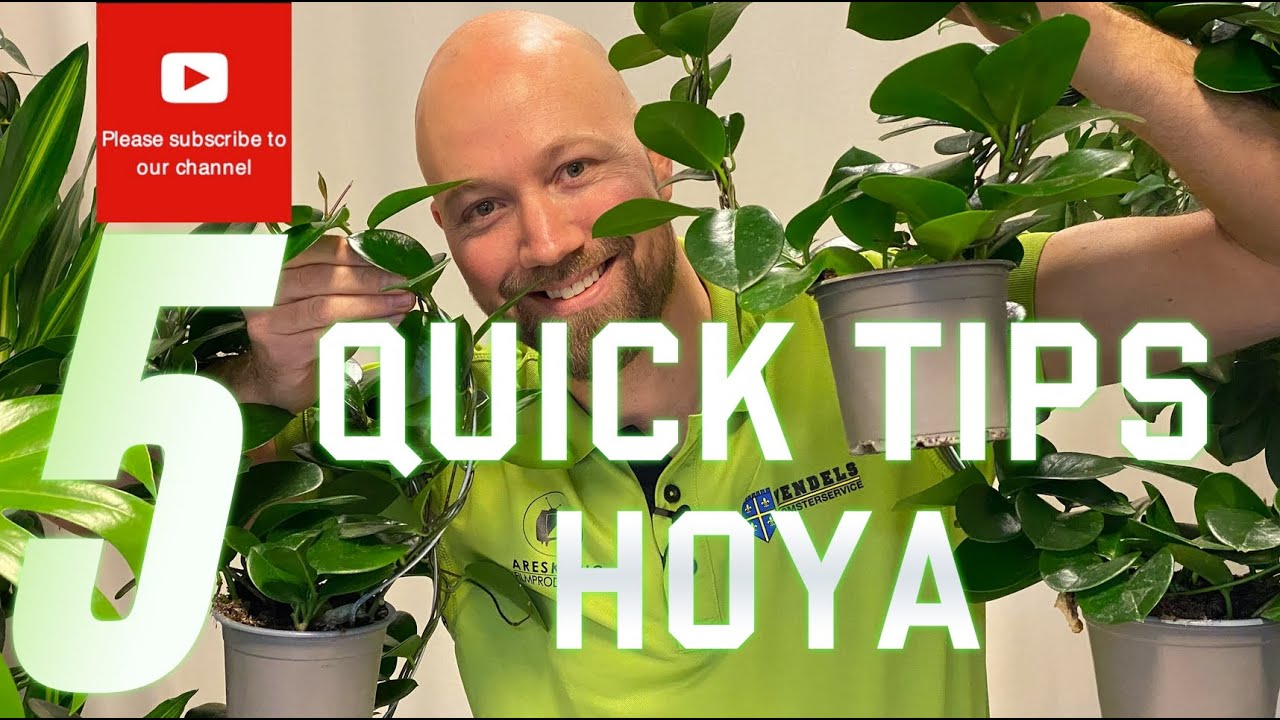 5 Quick tips Hoya