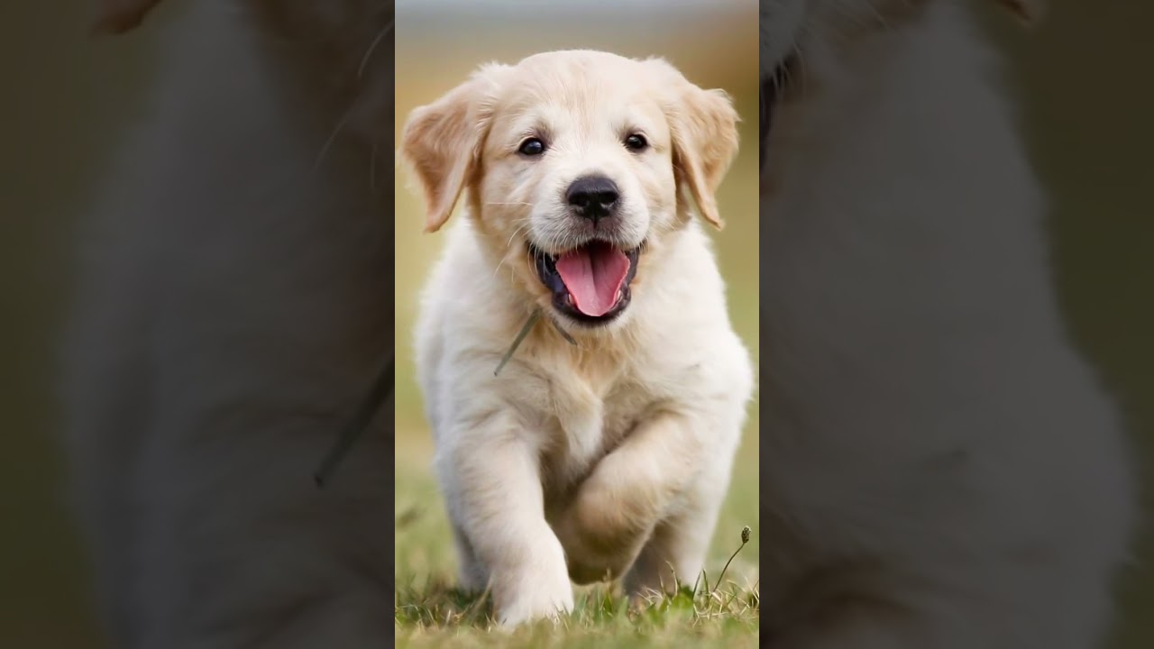 Wallpapers for your phone dogs pt.2 edition🔥#wallpaper #wallpapers #shorts #short #dog #dogs