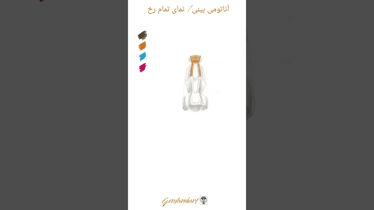 @GerdarehArt #procreate #anatomy #drawing #آموزش_طراحی