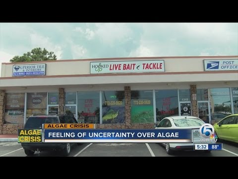 Feeling of uncertainty over algae