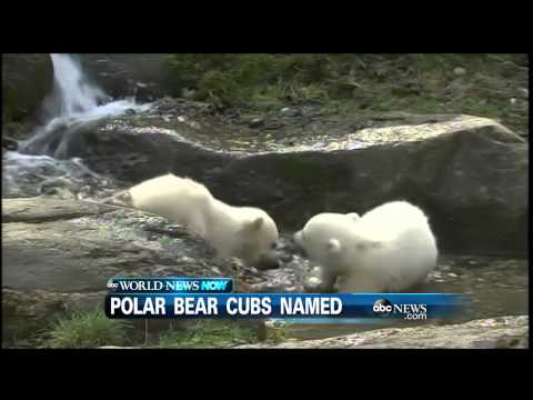 WEBCAST: Polar Bear Cubs Finally Get Names!