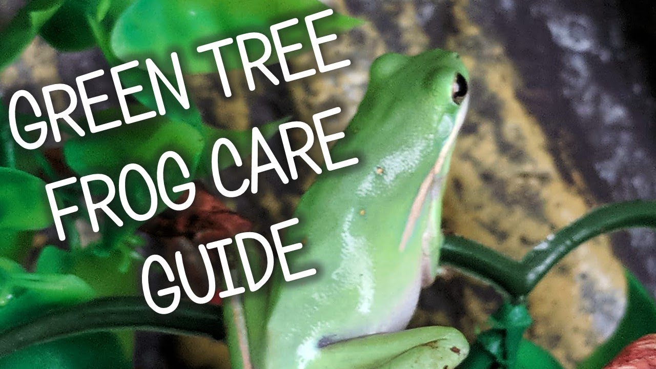 Green Tree Frog Care, Diet, And Tank Set Up