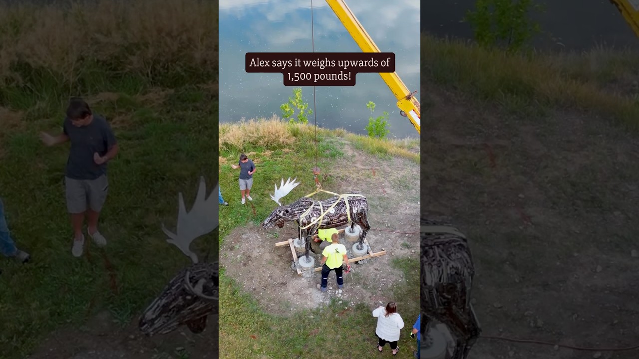 🫎 Moose statue installation! Metal art by the incredible Alex Smithson. #visitgreatfalls #metalart