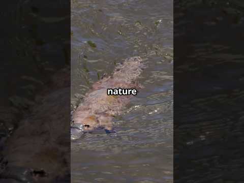 Why it Sucks to Be Born as a Platypus