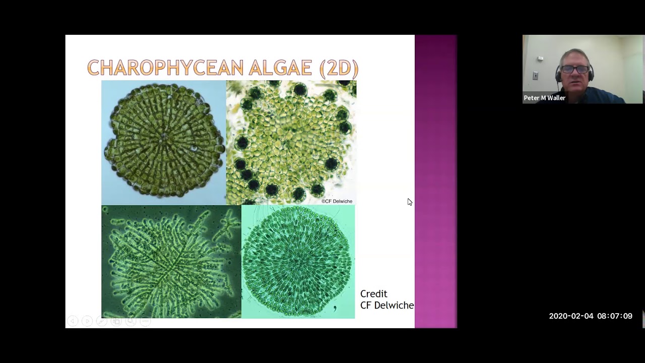 Evolution of algae and plants