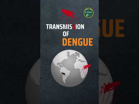 How is Dengue Spread?