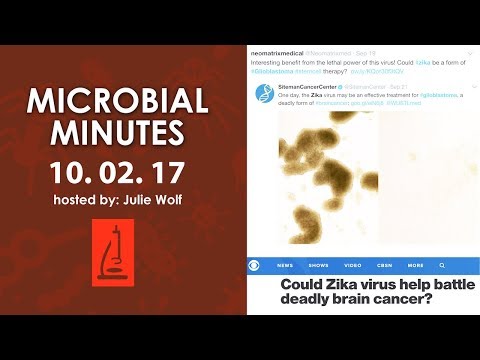 Oral microbiome stability and gut microbiome connection to MS - Microbial Minutes