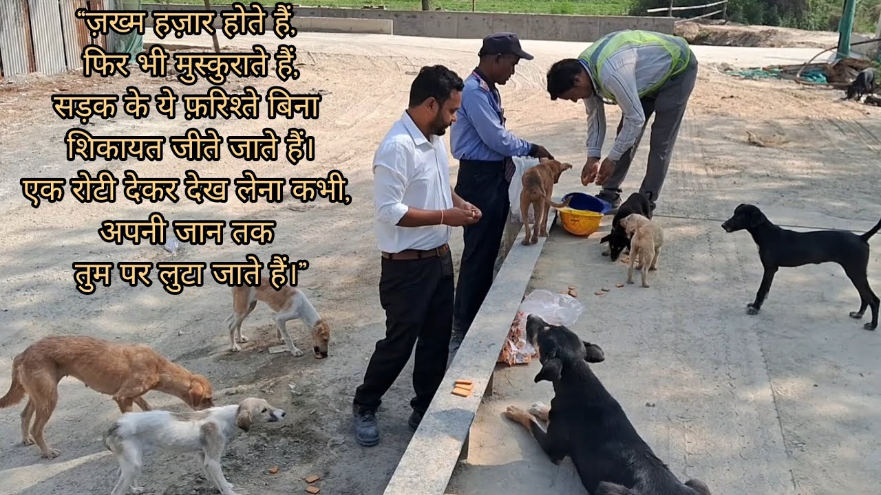 Feeding Stray Dogs 🐾 | Small Act, Big Change ❤️