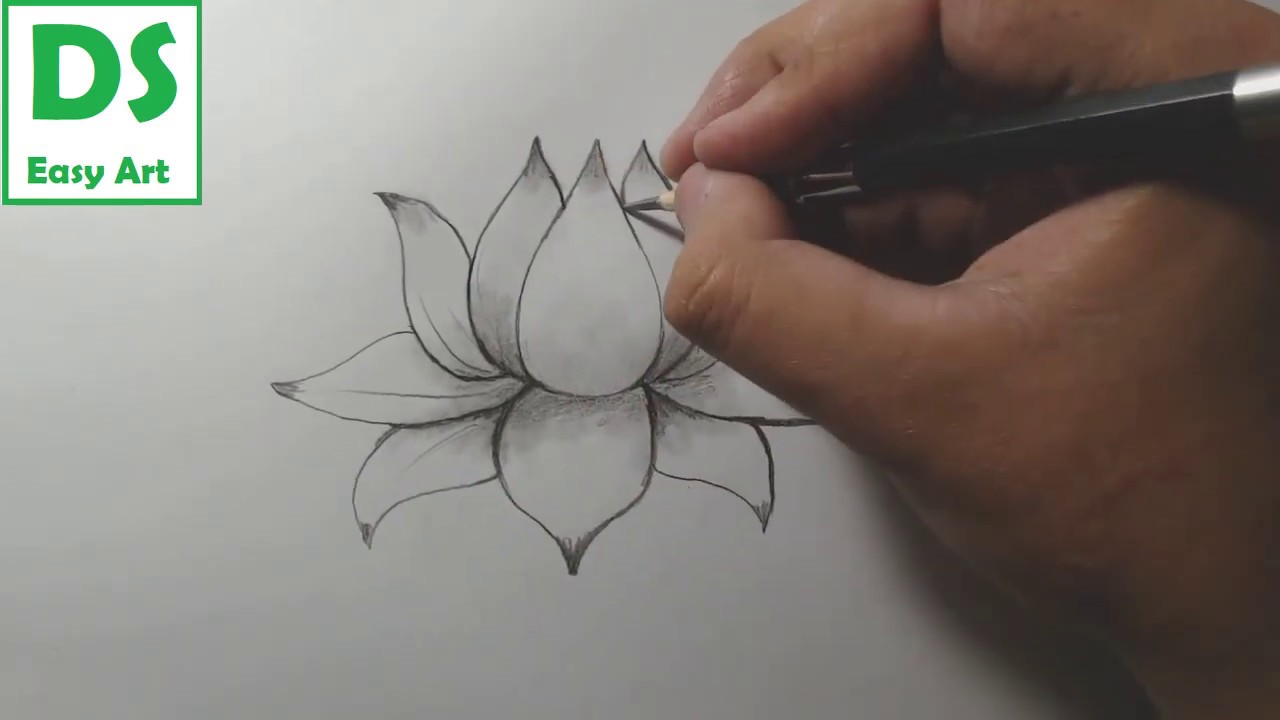 Como desenhar flor de lótus passo a passo