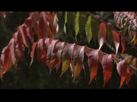 Photosynthesis