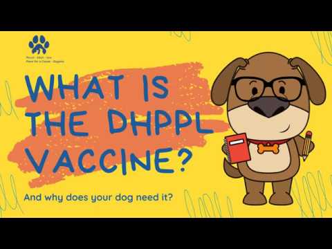 What is the DHPPL Vaccine and why do your dogs need it?
